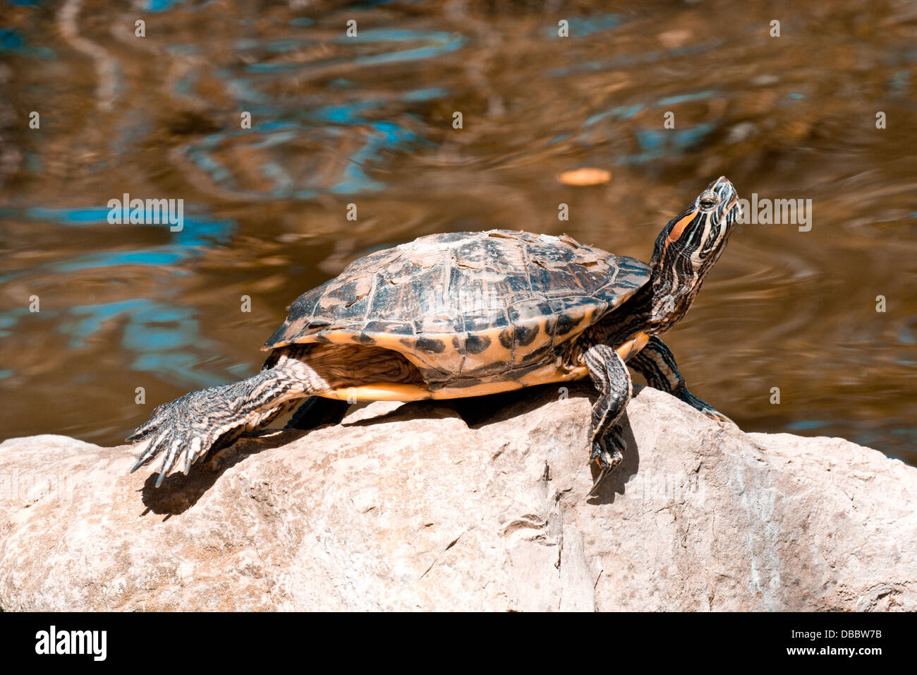 Basking turtle hi-res stock photography and images - Alamy