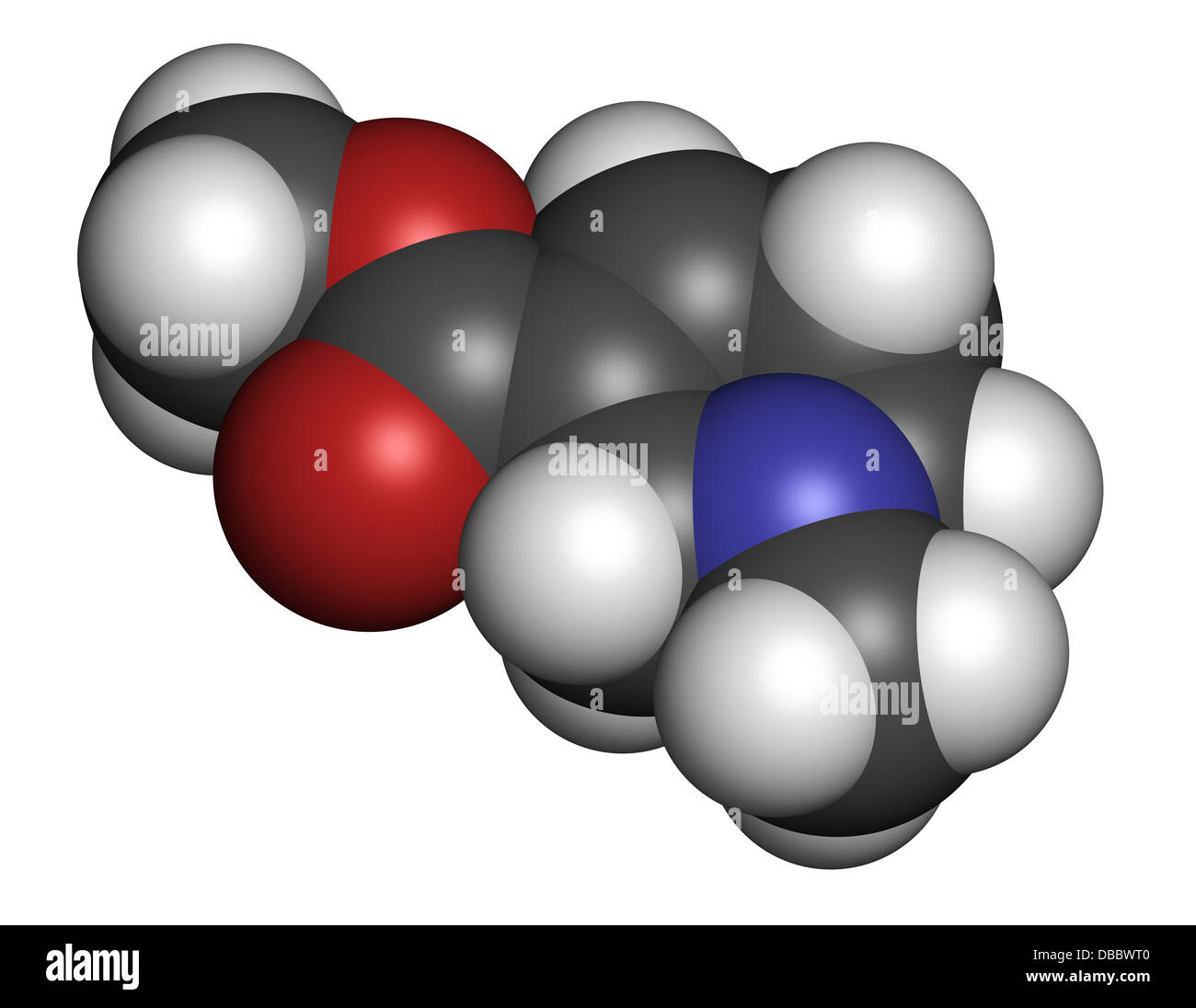 Arecoline areca nut stimulant compound, chemical structure. Atoms are ...