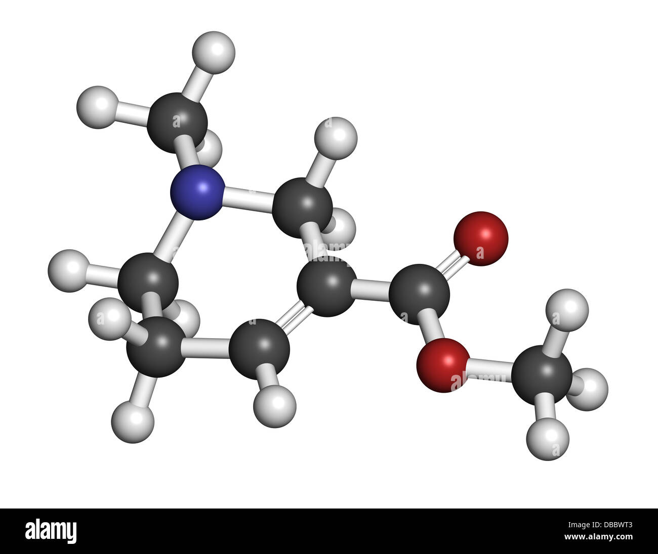 Arecoline areca nut stimulant compound, chemical structure. Atoms are ...
