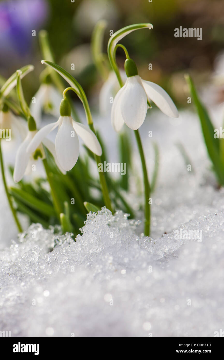 Snow drops in the snow Stock Photo - Alamy