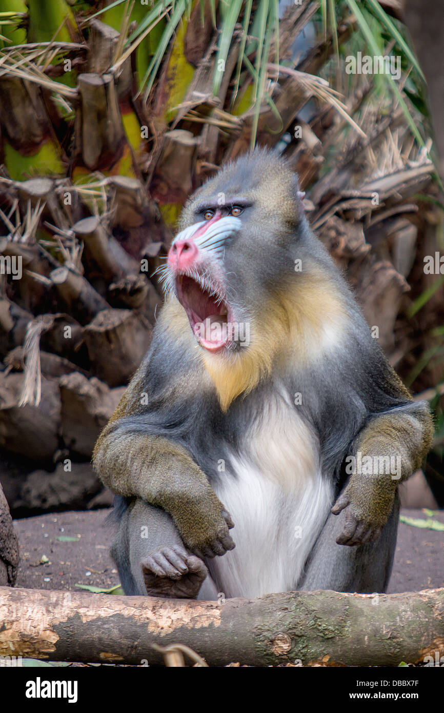 A close-up of a colorful mandrill Stock Photo - Alamy