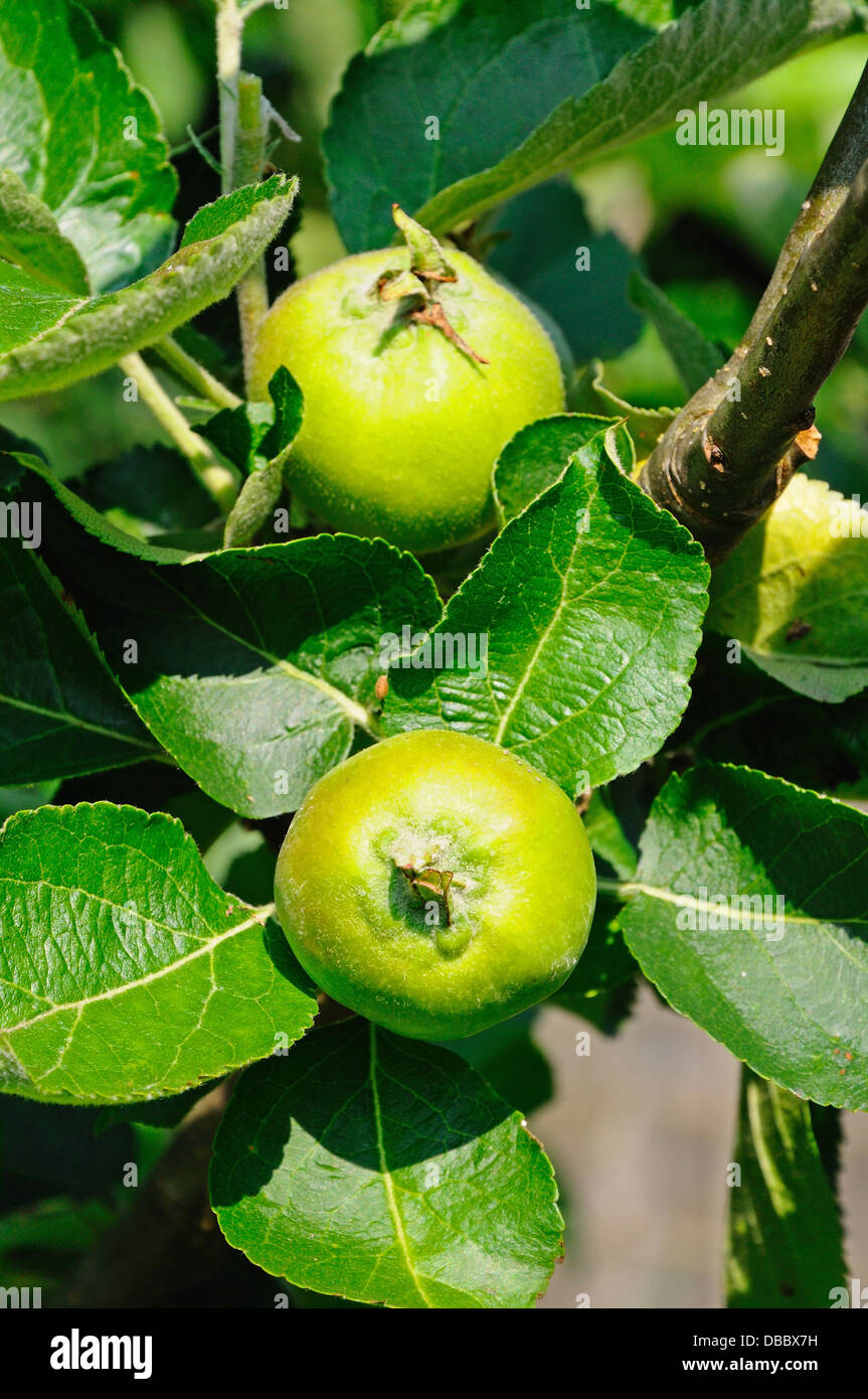 Young apples growing on tree hi-res stock photography and images - Alamy