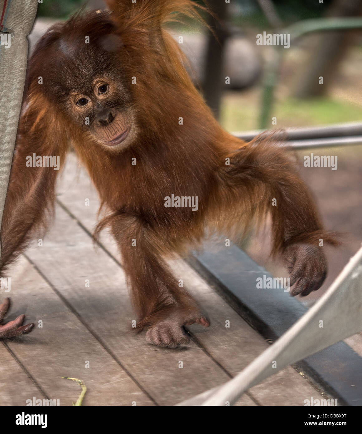 Cute baby orangutan hi-res stock photography and images - Alamy