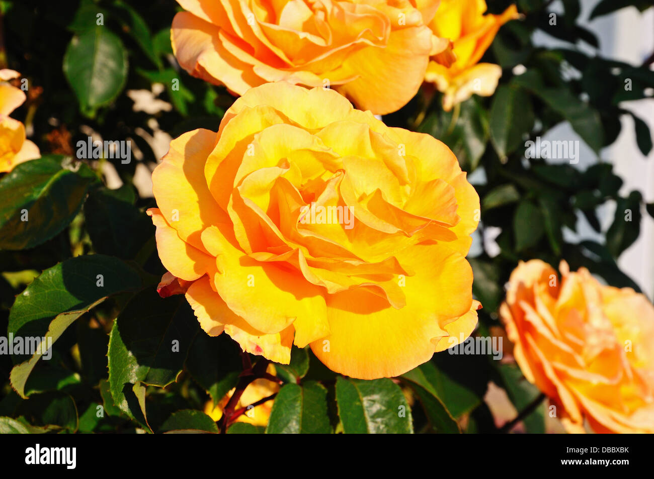 Peach coloured English rose in full bloom, England, Western Europe ...