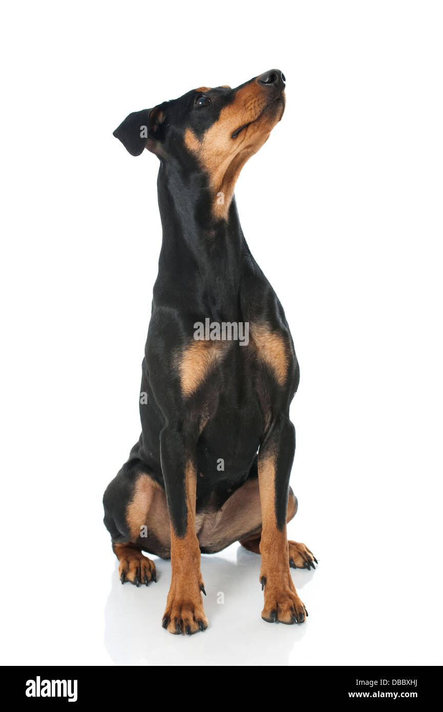 German pinscher hi-res stock photography and images - Alamy