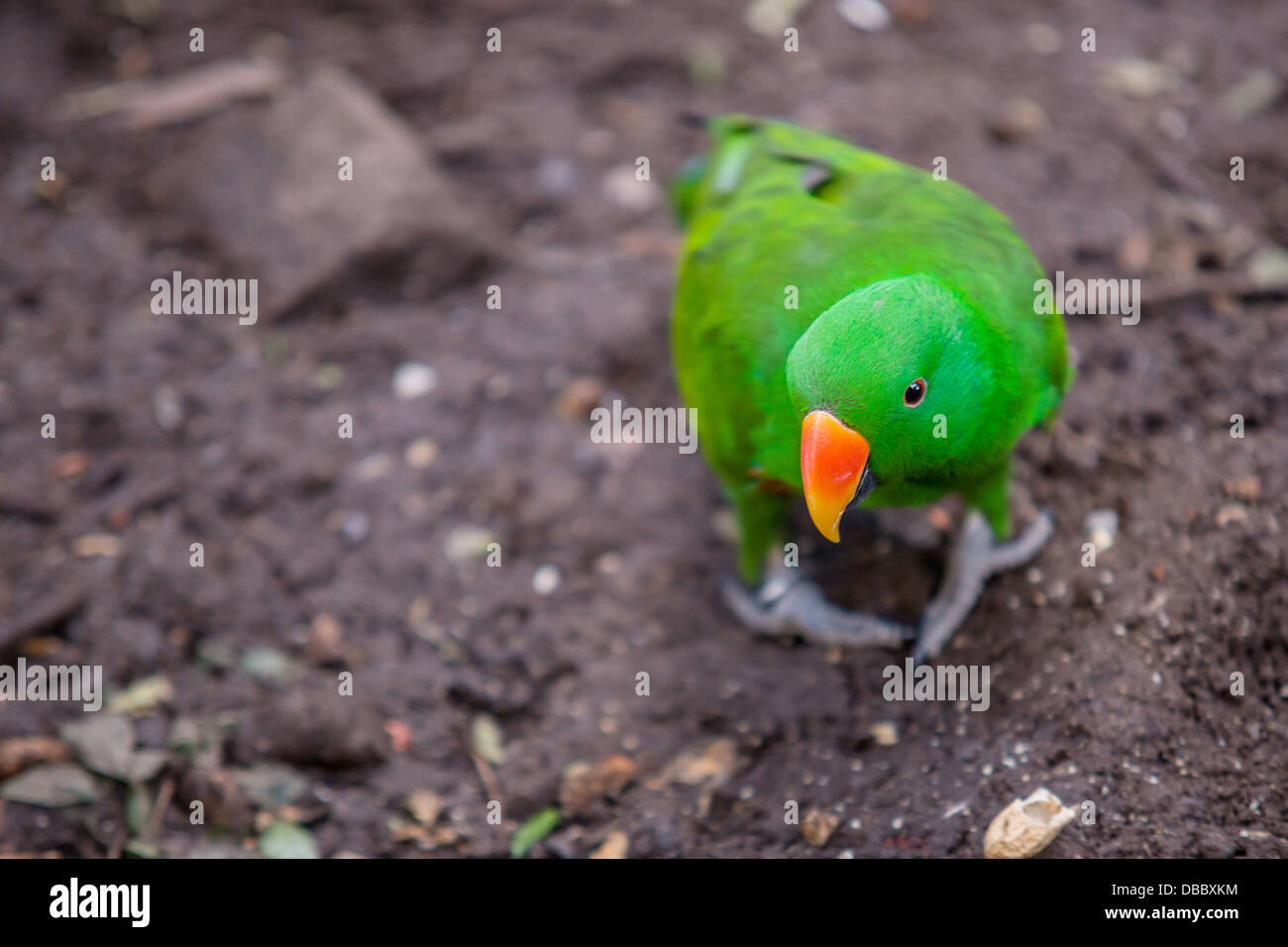 A closeup of colorful parrots feeding Stock Photo - Alamy