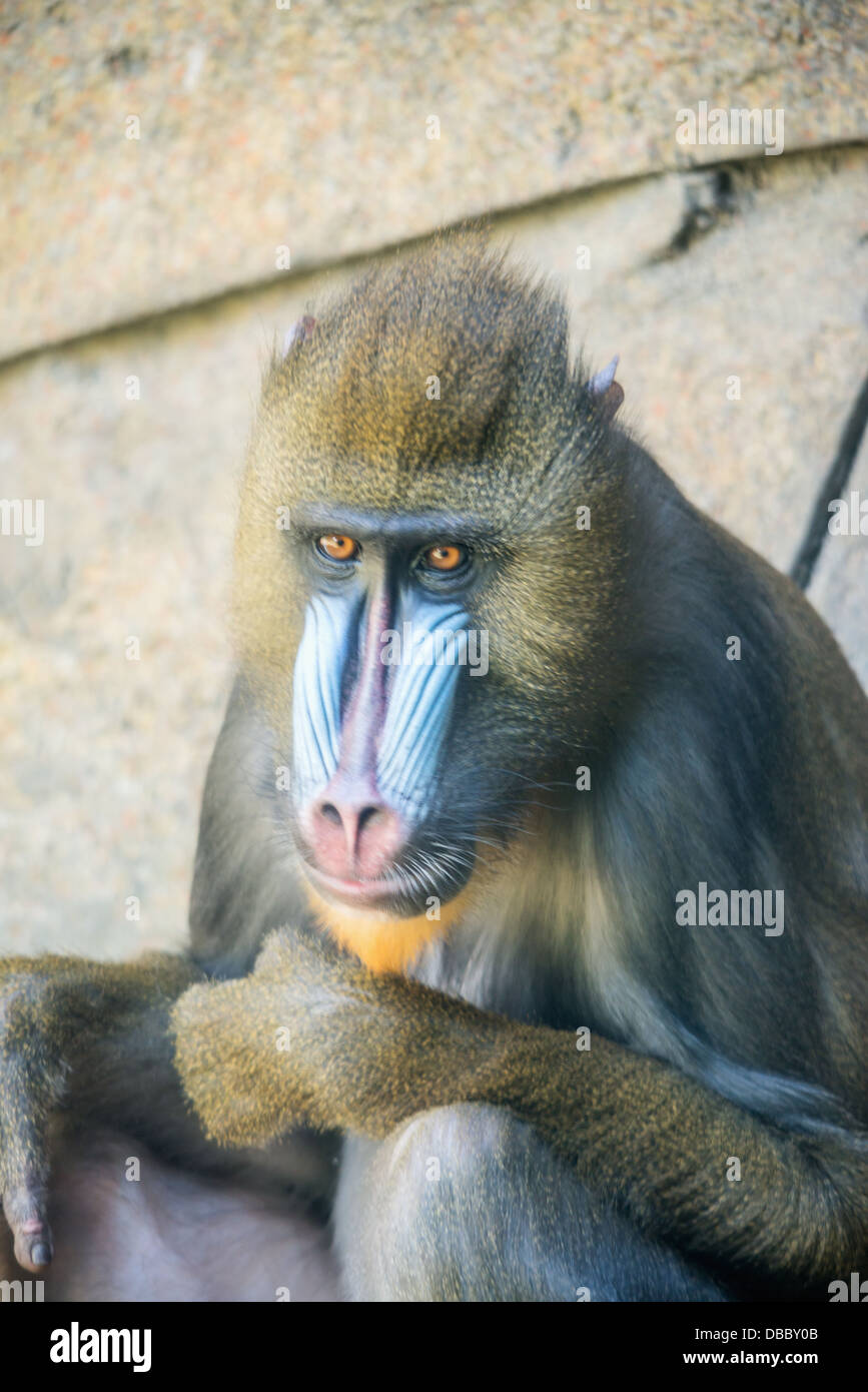 Mandrill monkey life cycle hi-res stock photography and images - Alamy
