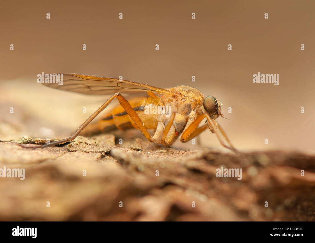 Interesing hi-res stock photography and images - Alamy
