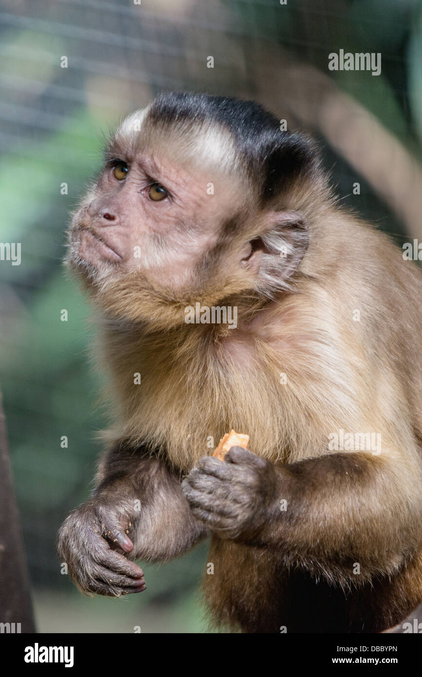 A close-up of the expressive face of a capuchin monkey eating Stock ...