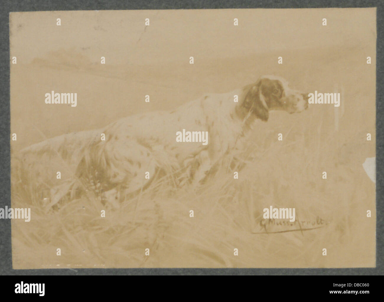 The Llewellyn Setter, an English Setter breed, is depicted in this ...