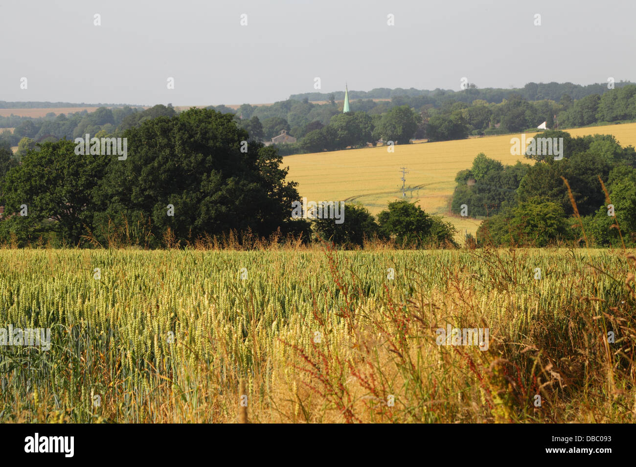 Kent Countryside harvest fields Stock Photo - Alamy