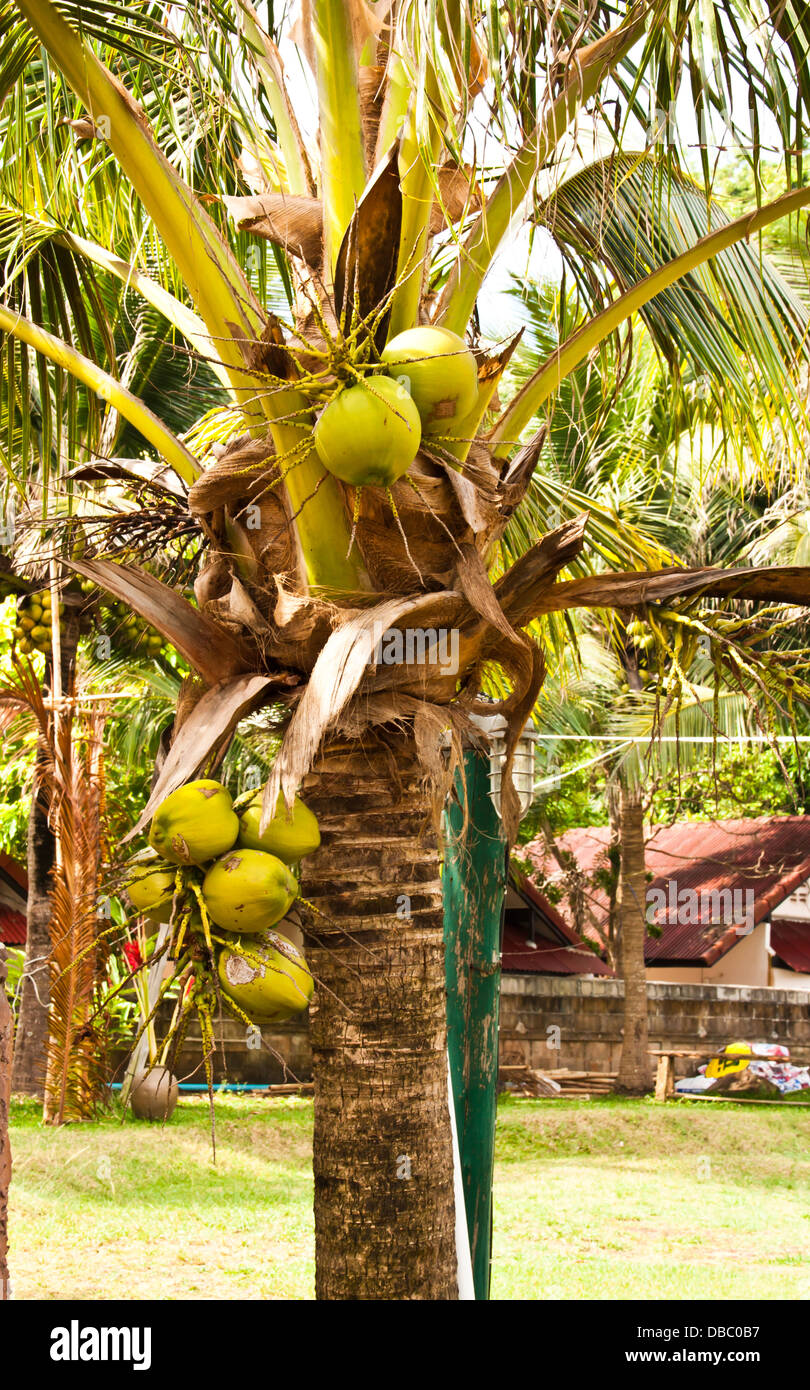Many green coconut at tree in a garden Stock Photo - Alamy
