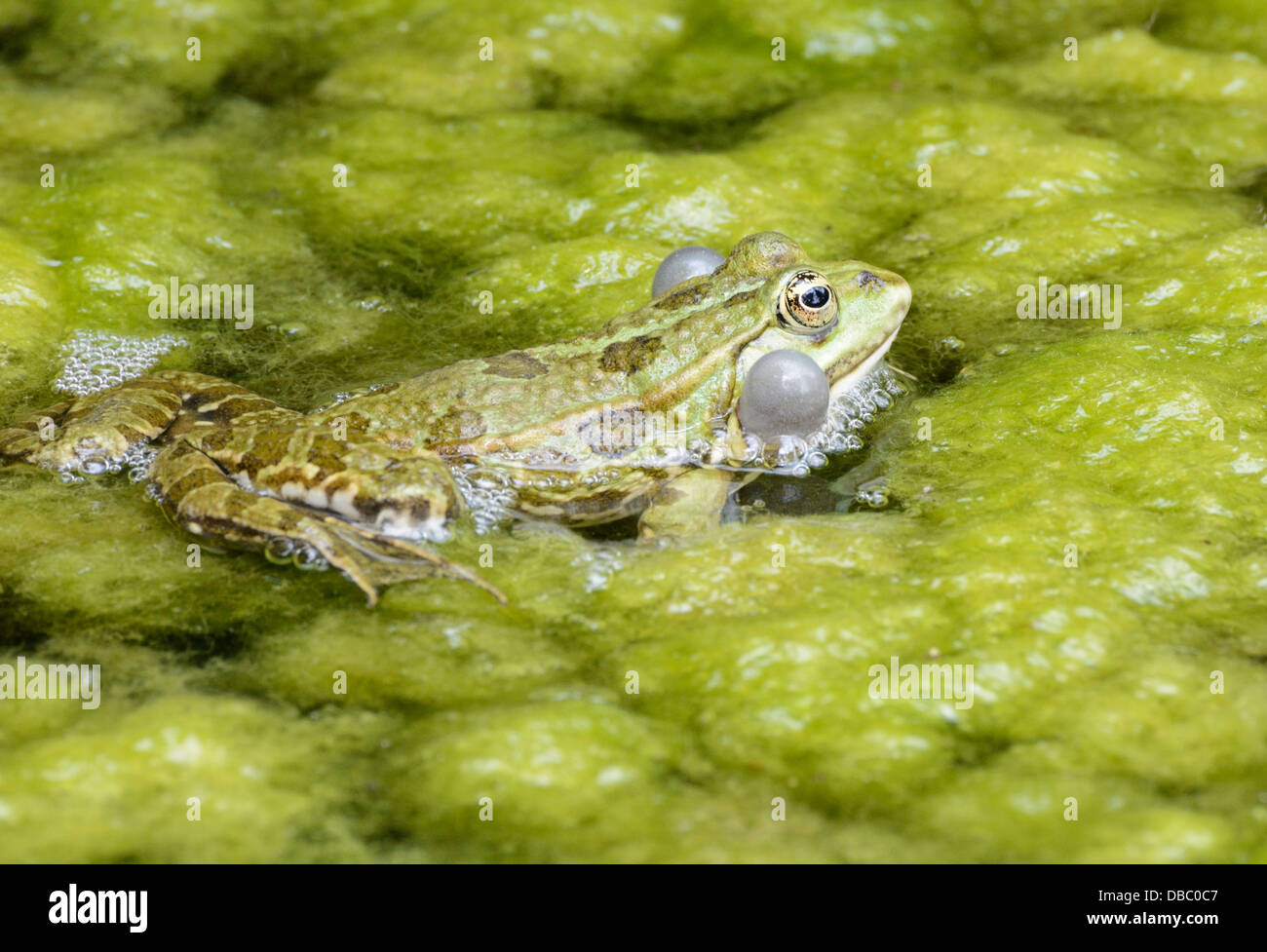Vocal Sacs High Resolution Stock Photography and Images - Alamy