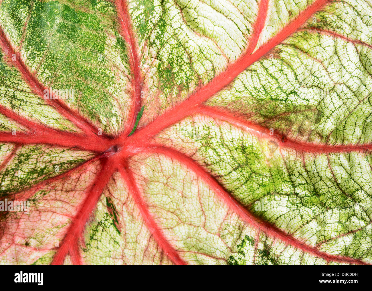 Caladium a hi-res stock photography and images - Alamy