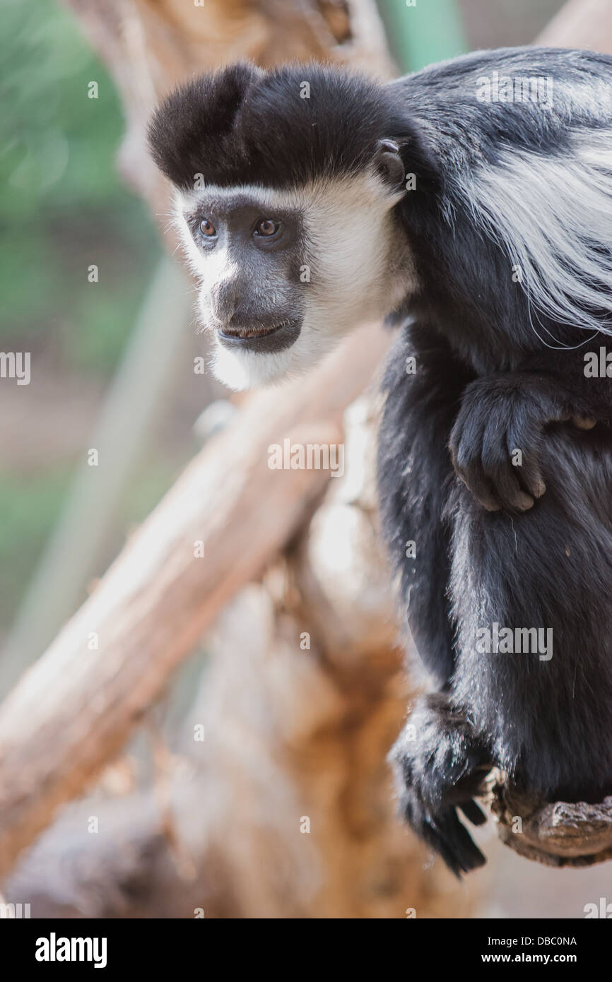 A portrait of a colobus monkey staring into the distance Stock Photo ...