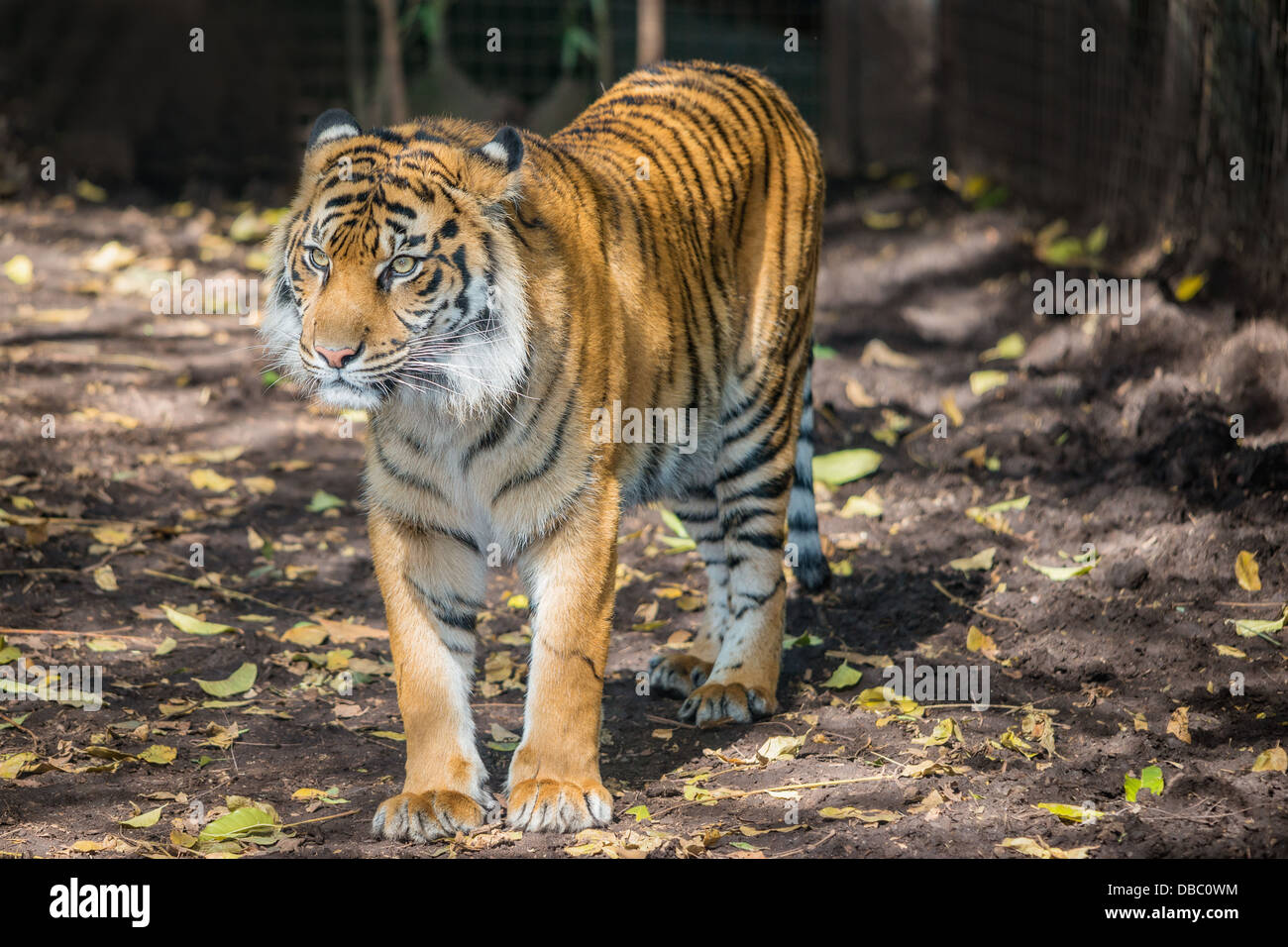 A tiger standing under a tree staring into the distance Stock Photo - Alamy