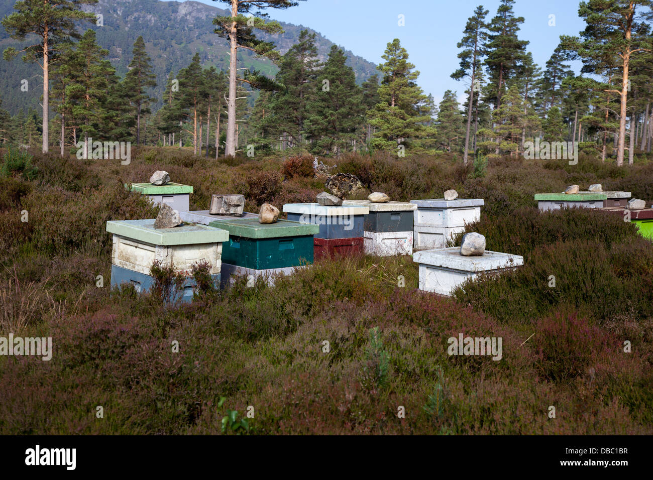 Scottish heather honey bees harvest the nectar from wild heather ...