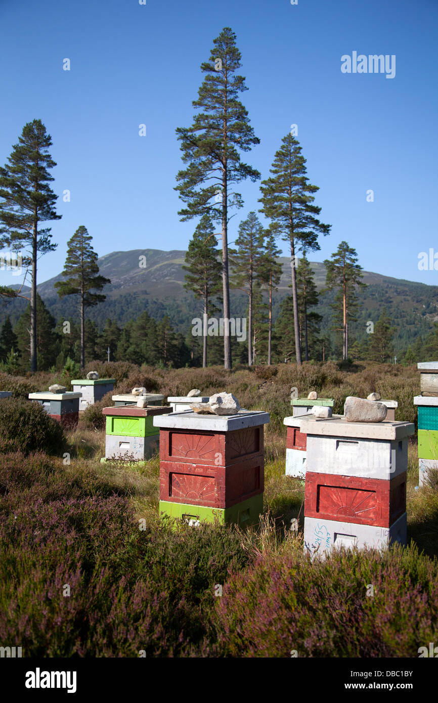 Scottish heather honey bees harvest the nectar from wild heather ...