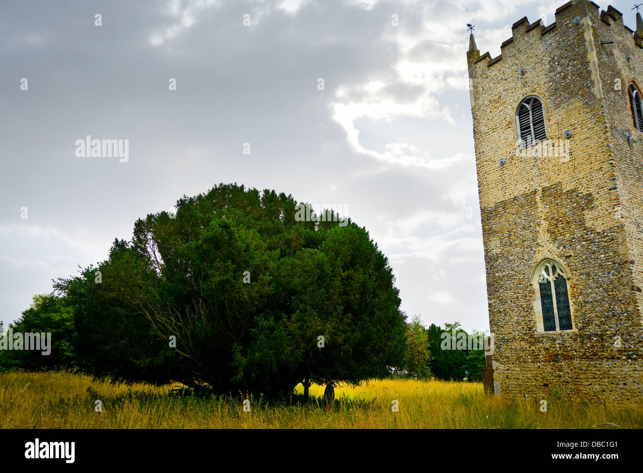 Yew tree in church yard Stock Photo - Alamy