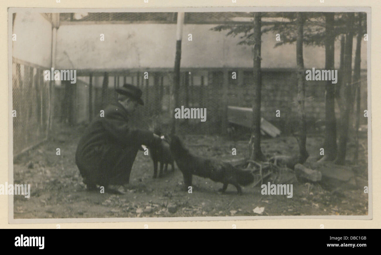 This photograph features black foxes owned by Spring Park Black Fox ...