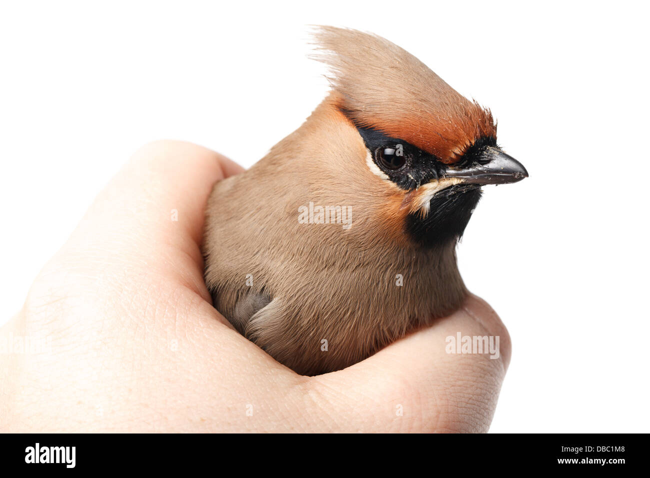 Bombycilla garrulus, Waxwing, in studio against a white background ...