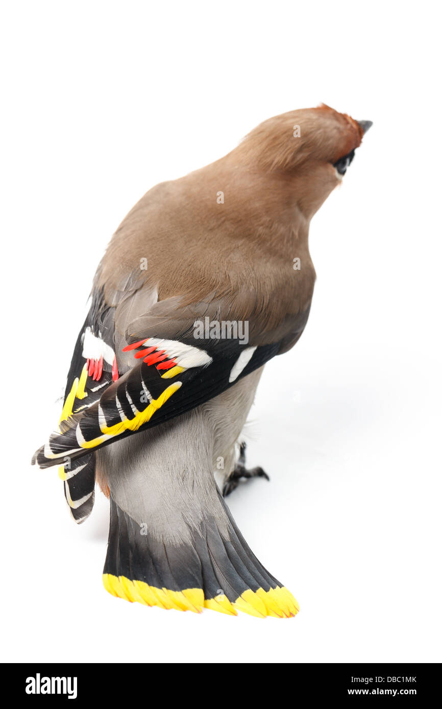 Bombycilla garrulus, Waxwing, in studio against a white background ...