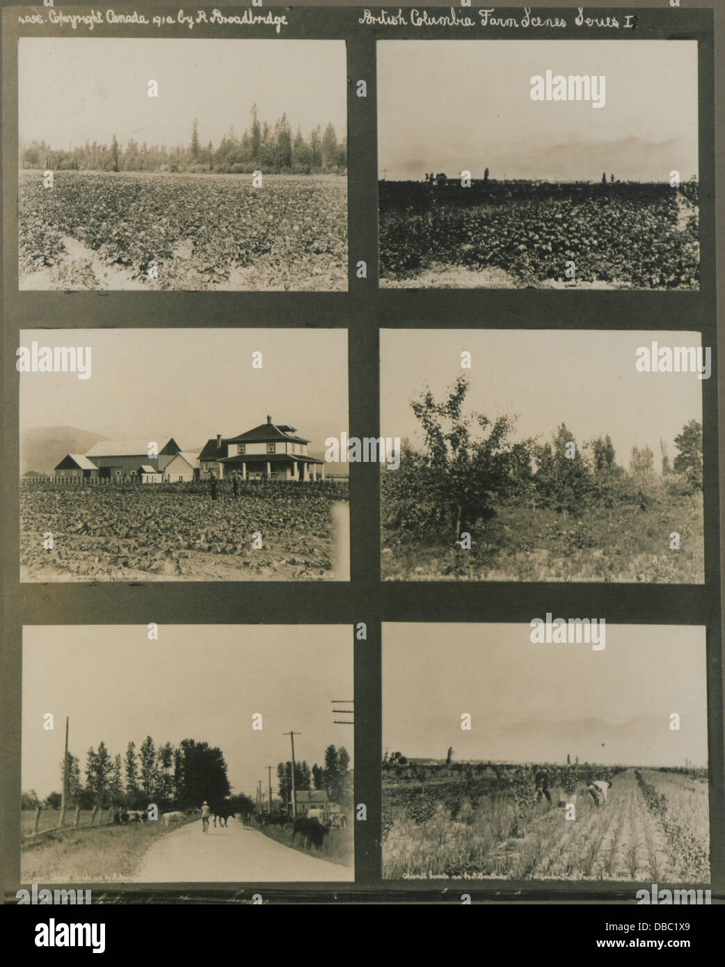 A collection of photographs showcasing farm life in British Columbia ...