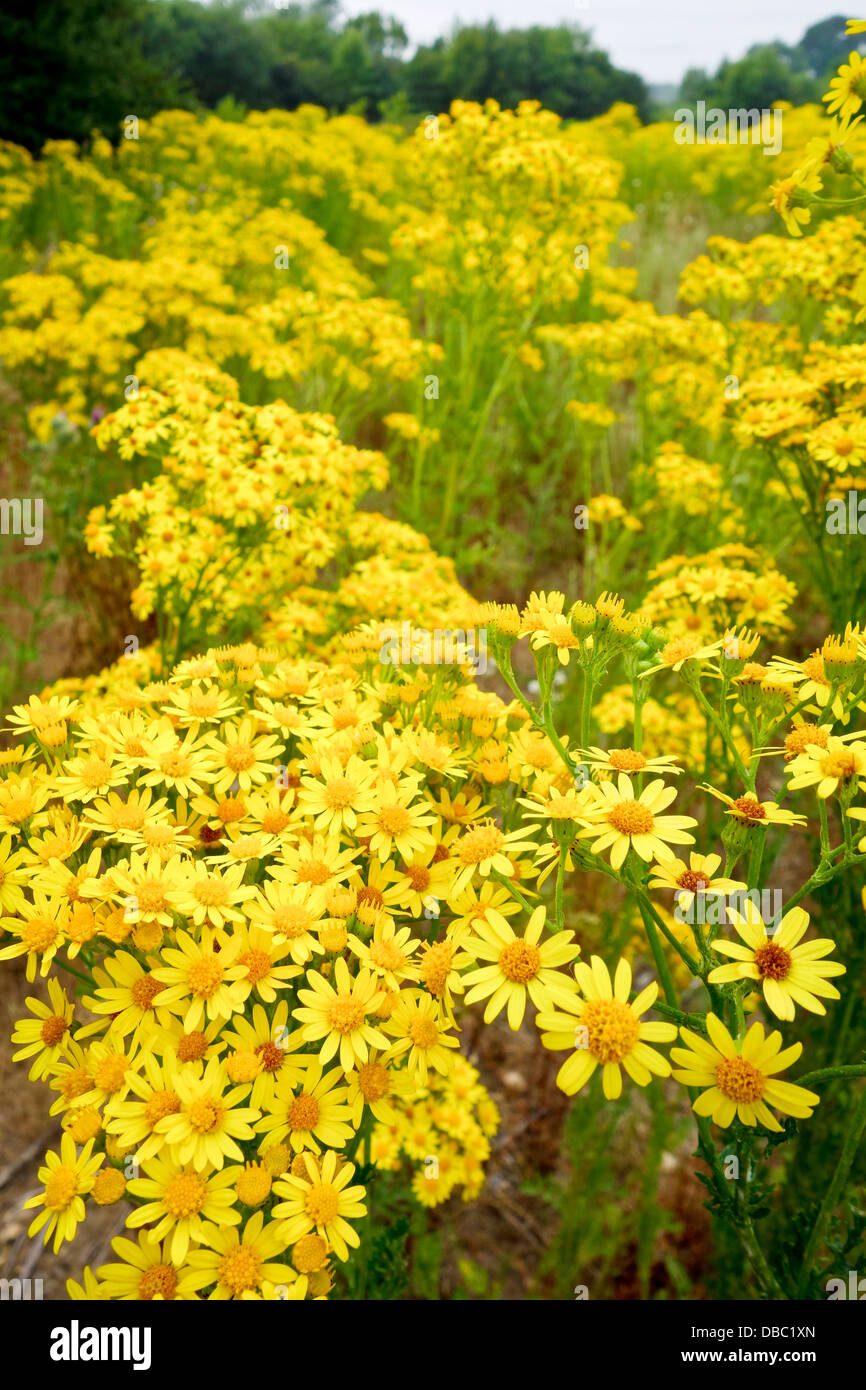Yellow weed Tansy tanacetum vulgare Stock Photo - Alamy