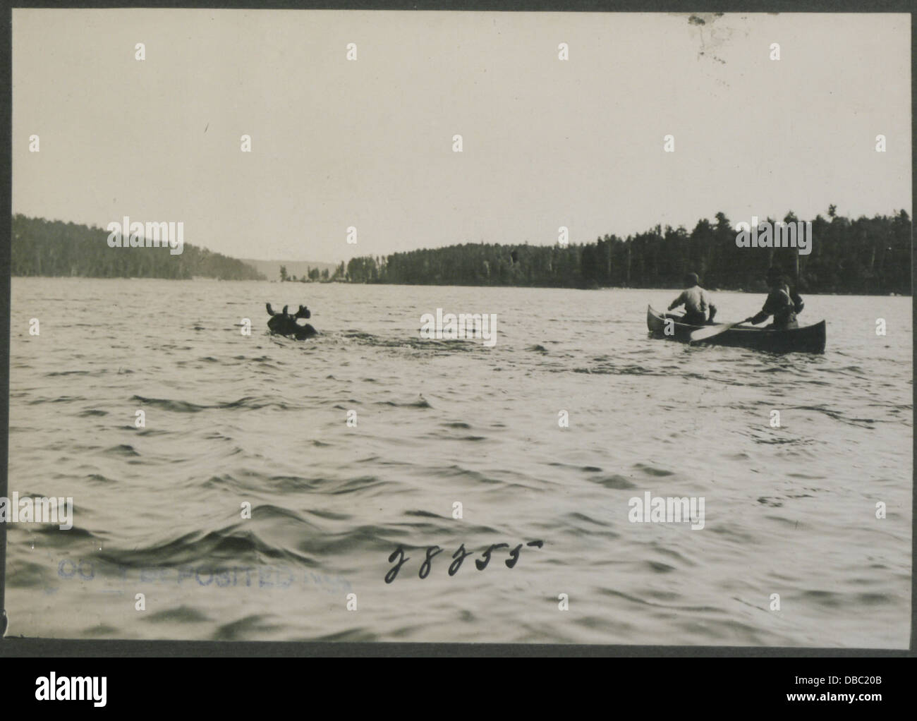 This image shows a bull moose being pursued by a canoe. The photo ...