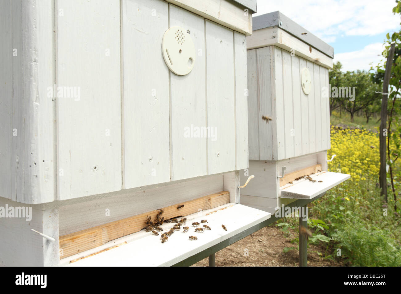 The European honey bees (Apis mellifera) at the entrance of bee hives ...