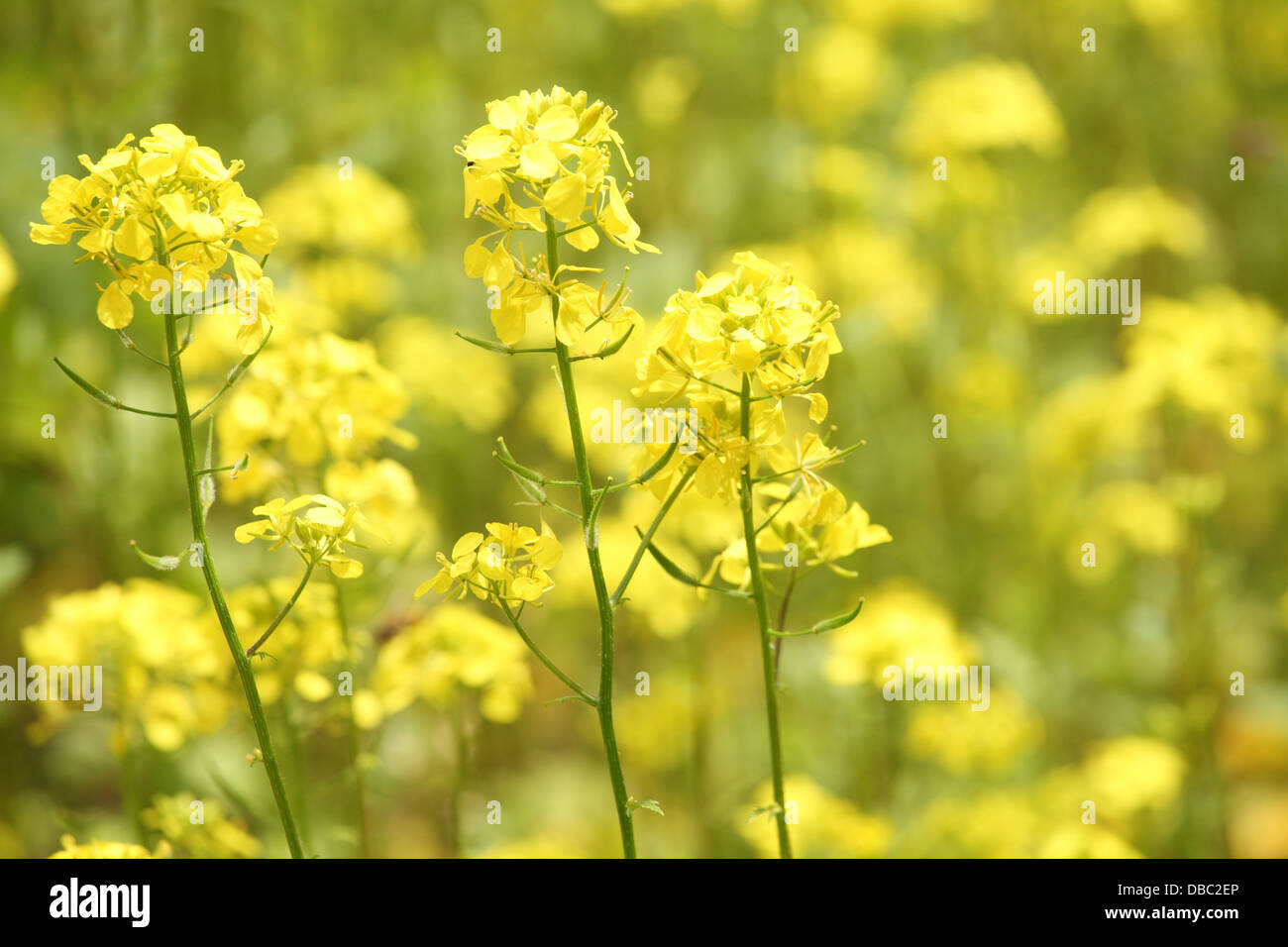 The blooming yellow flowers of White mustard plants (Sinapis alba ...