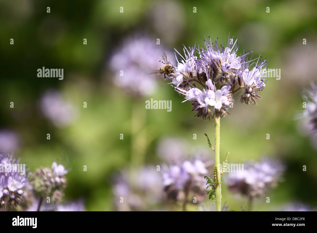 The blooming flower of Lacy phacelia (Phacelia tanacetifolia). Location ...