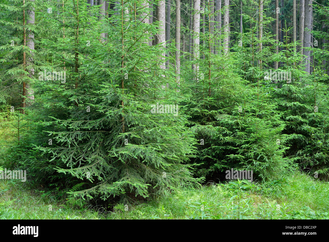 Green northern european spruce forest in the spring Kotlina Klodzka ...