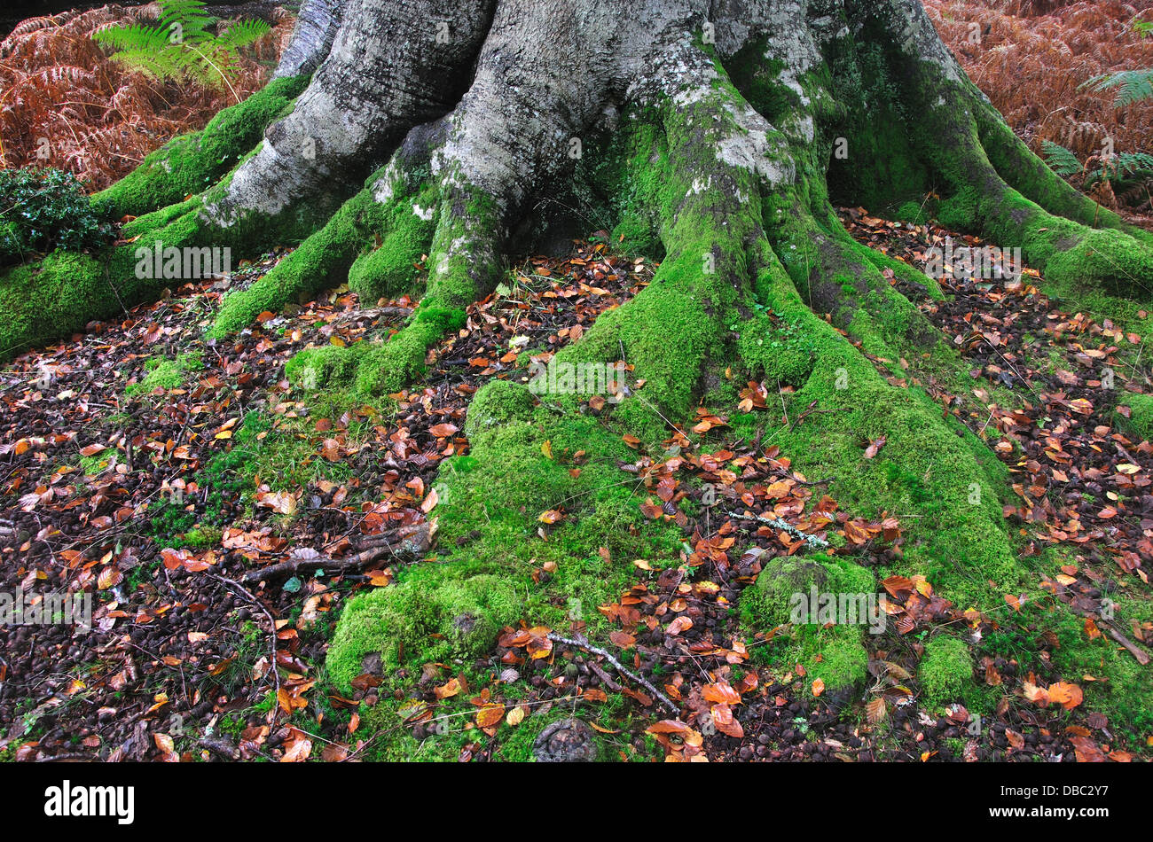 Roots of mature beech tree in Mark Ash Wood, New Forest National Park ...