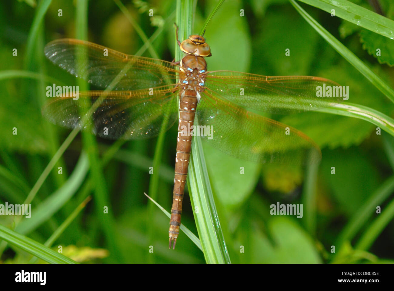 A brown hawker dragonfly Stock Photo - Alamy