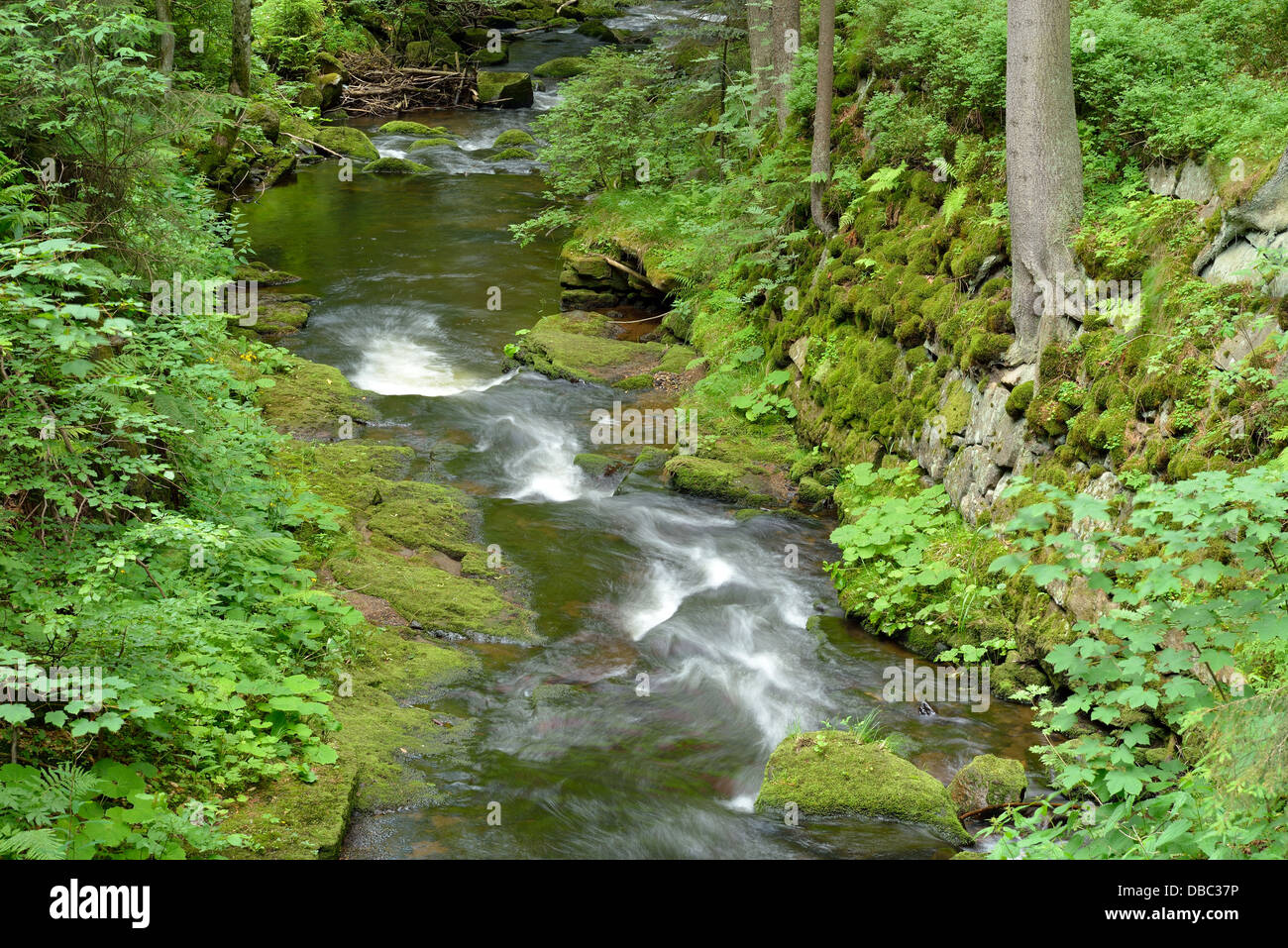 Spring forest river hi-res stock photography and images - Alamy