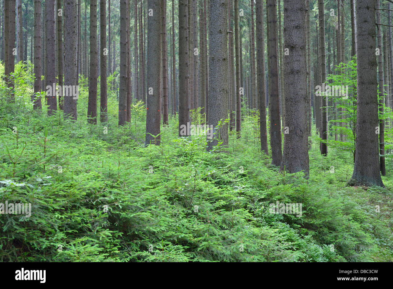 Green northern european spruce forest in the spring Kotlina Klodzka ...