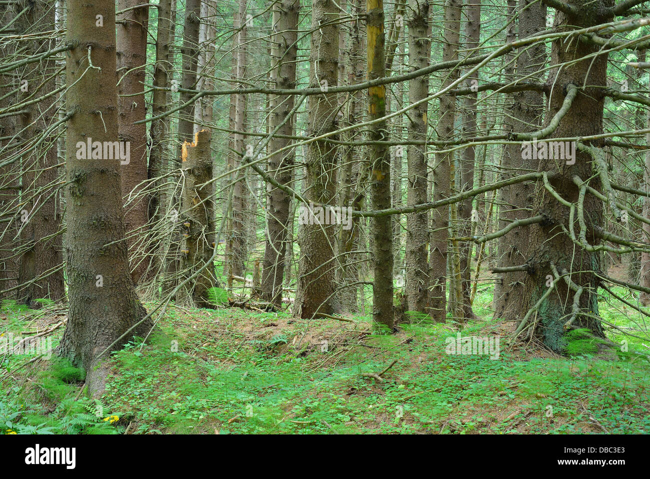 Green northern european spruce forest in the spring Kotlina Klodzka ...