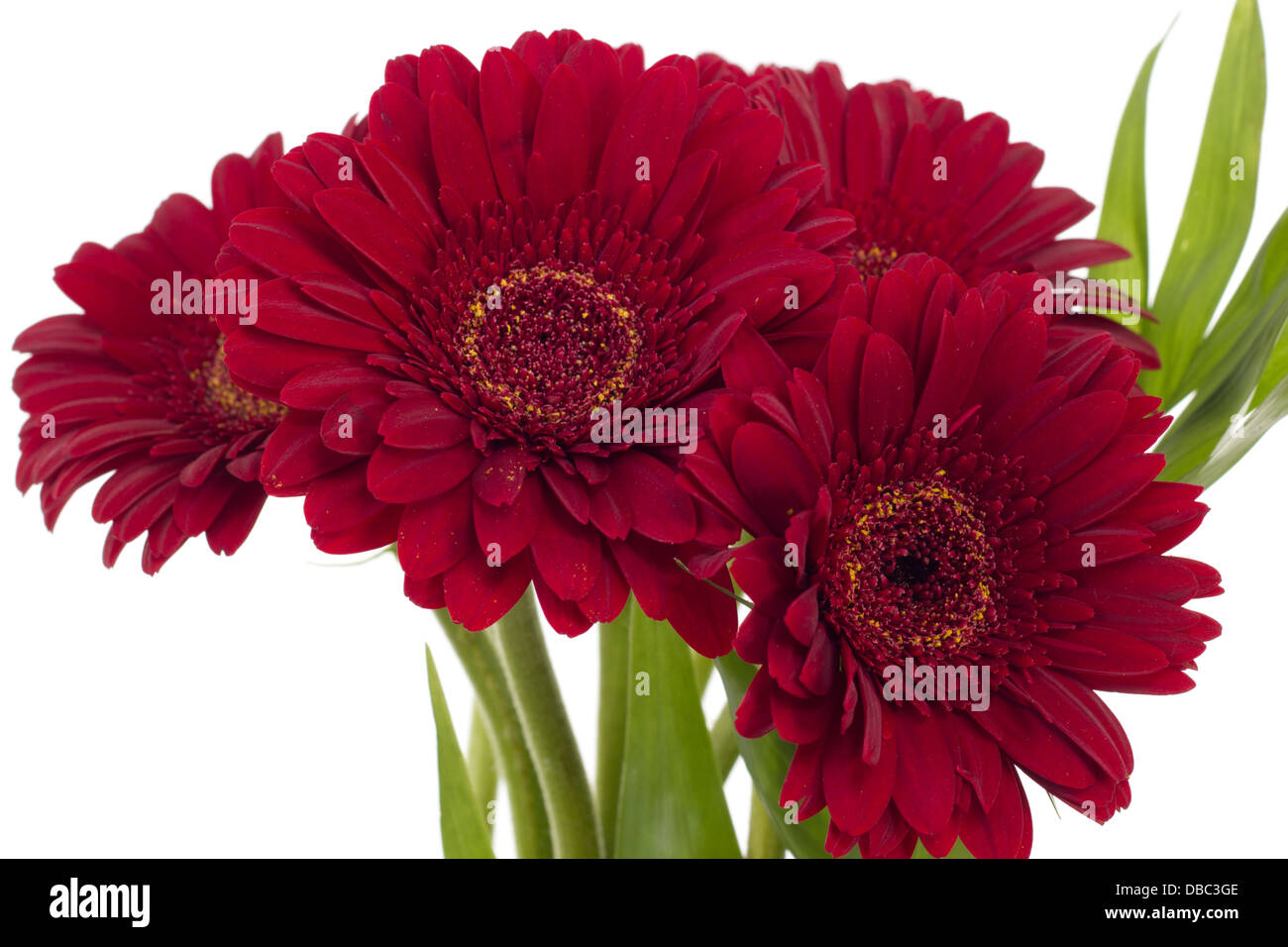 Bouquet of four beautiful red gerberas Stock Photo - Alamy