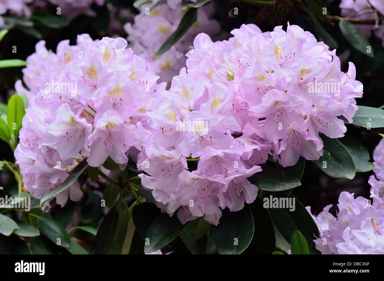 Pale purple violet Rhododendron "Allah" blossom Stock Photo - Alamy