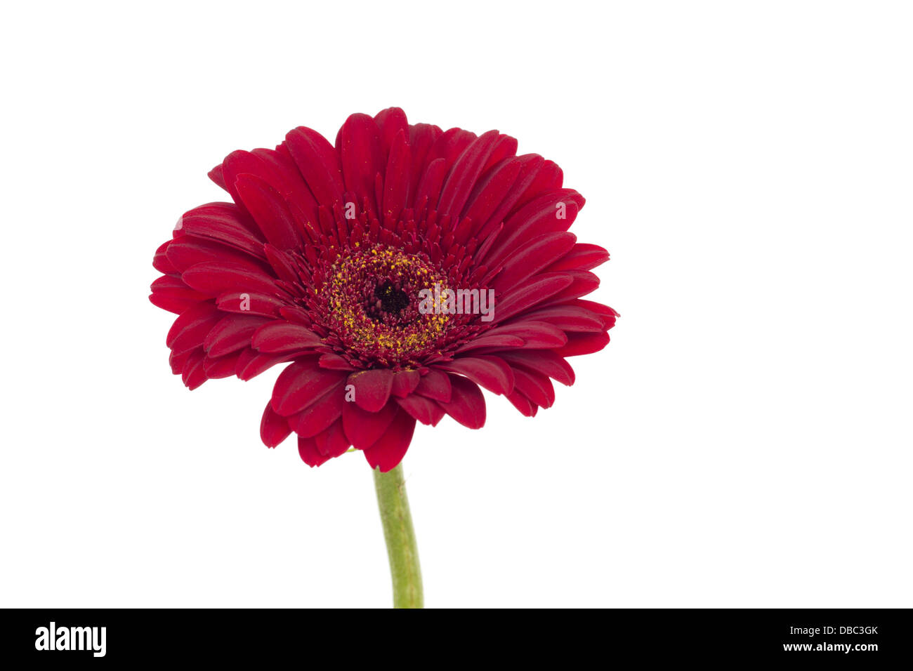 Single red gerbera isolated on white background Stock Photo - Alamy