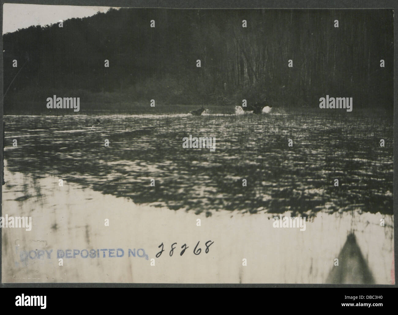 Calf moose running hi-res stock photography and images - Alamy