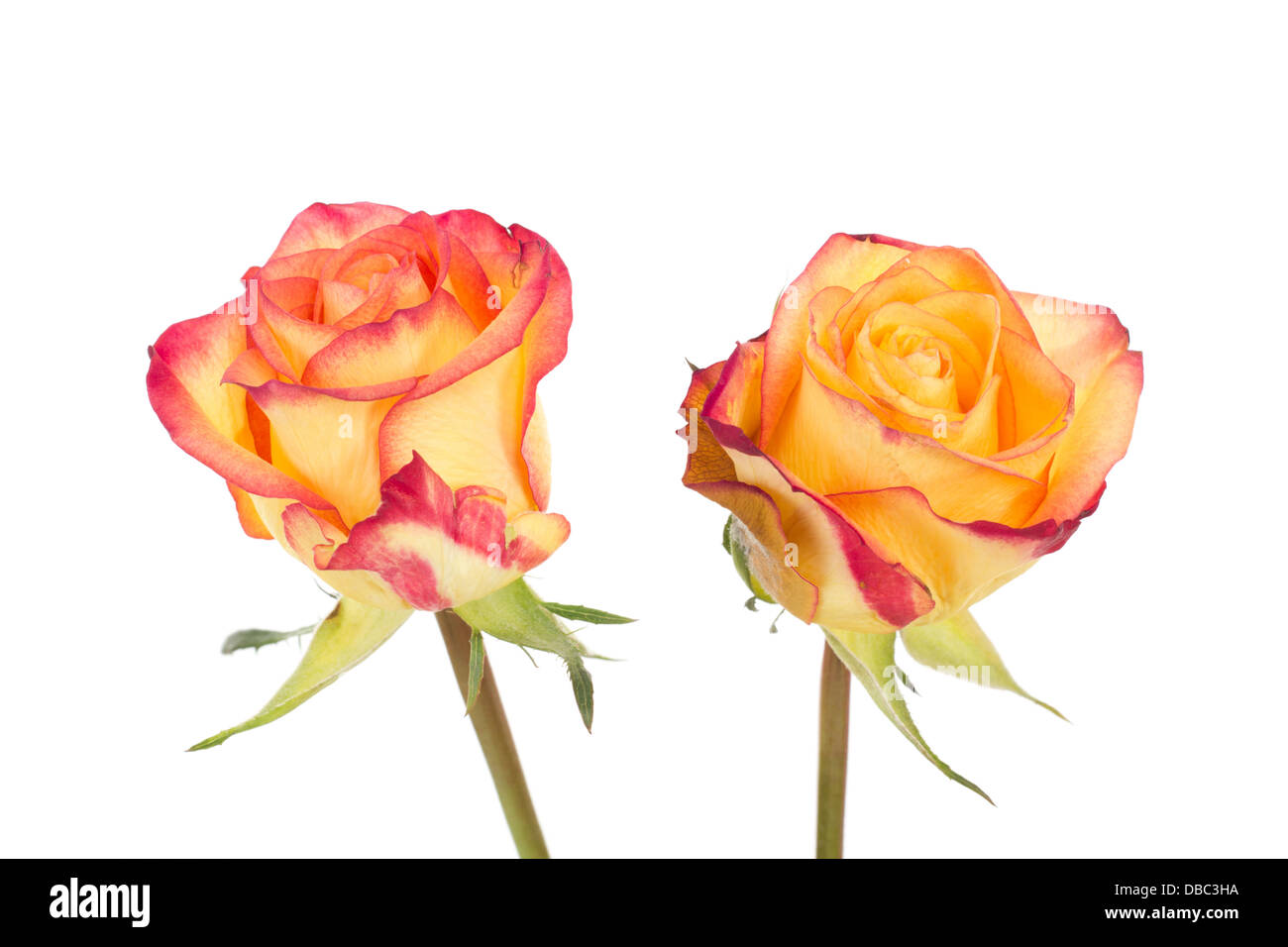 Two red orange roses isolated on white background Stock Photo - Alamy