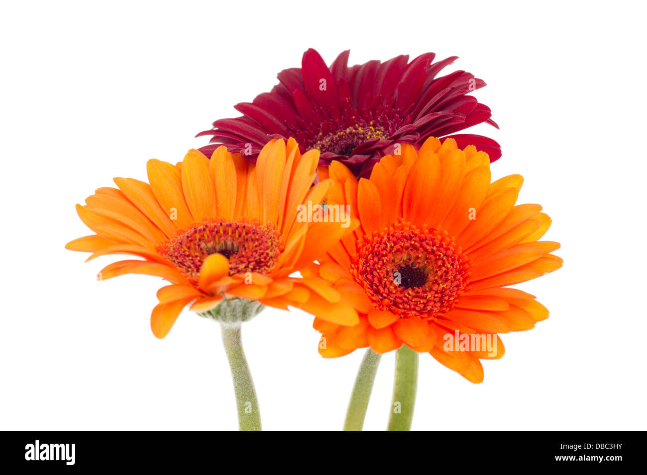 Three colorful gerberas isolated on white background Stock Photo - Alamy