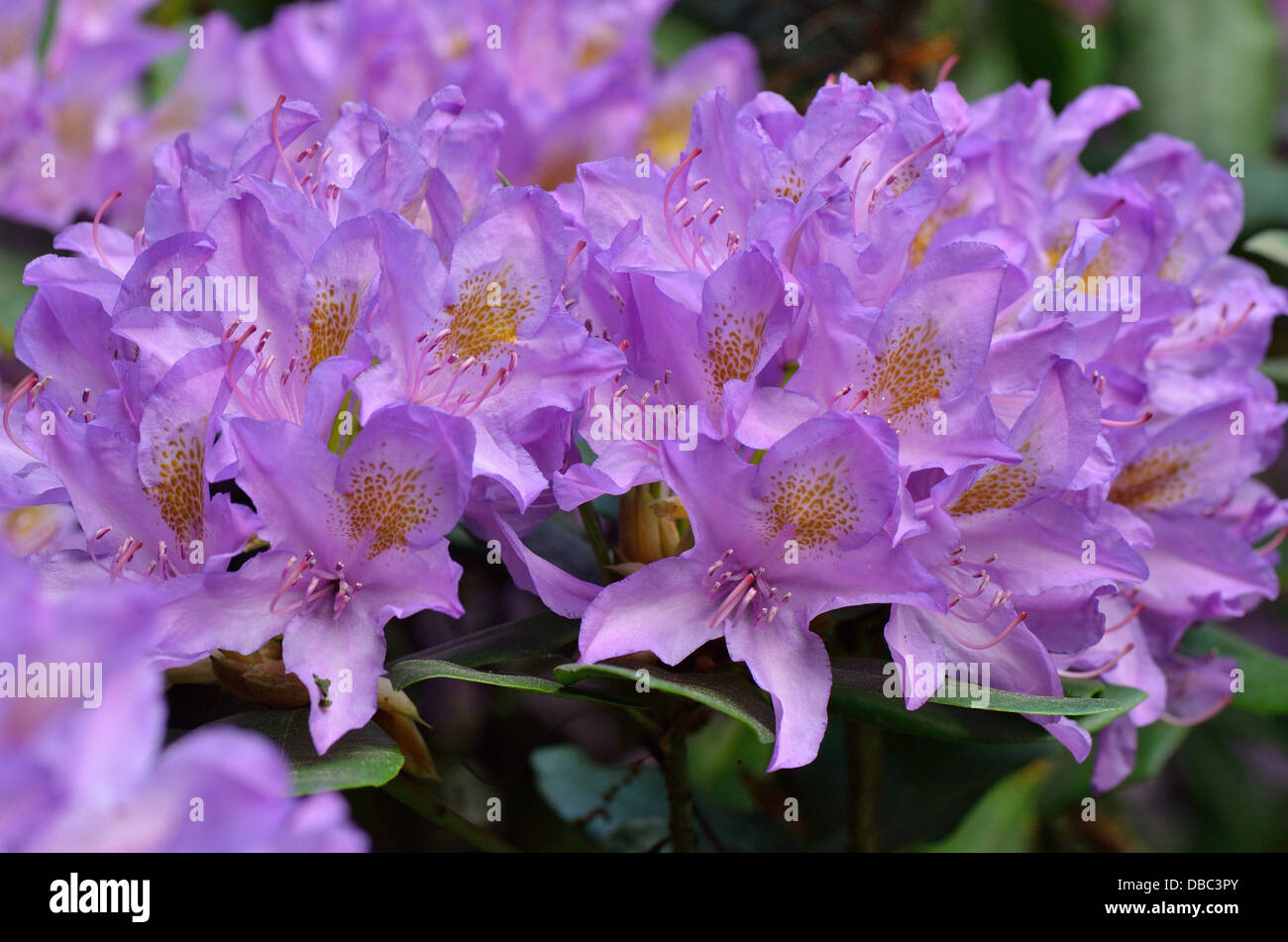 Purple Rhododendron catawbiense rich blossom flowers Stock Photo - Alamy