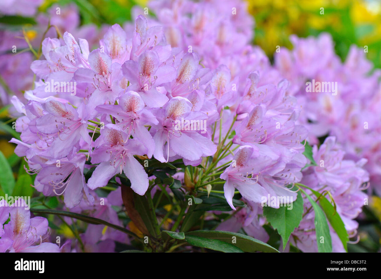 Purple Rhododendron catawbiense rich blossom flowers Stock Photo - Alamy
