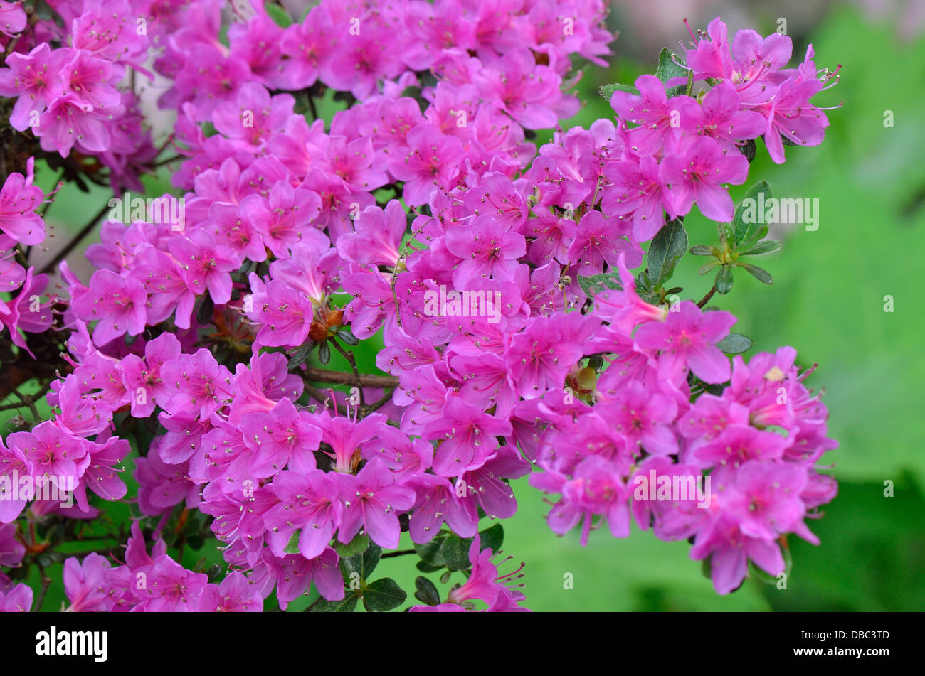 Azalea blossom hi-res stock photography and images - Alamy