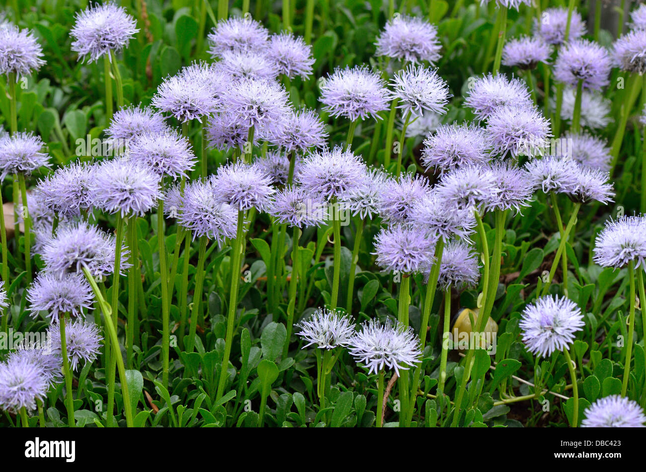 Globe daisy Globularia meridionalis flowers close up Stock Photo - Alamy
