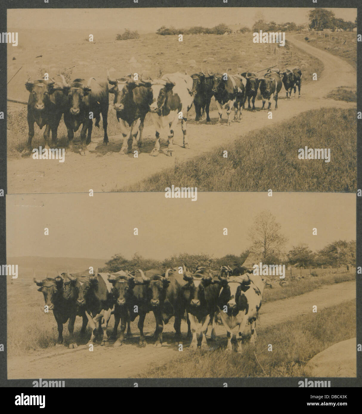 Vintage photo of oxen hi-res stock photography and images - Alamy