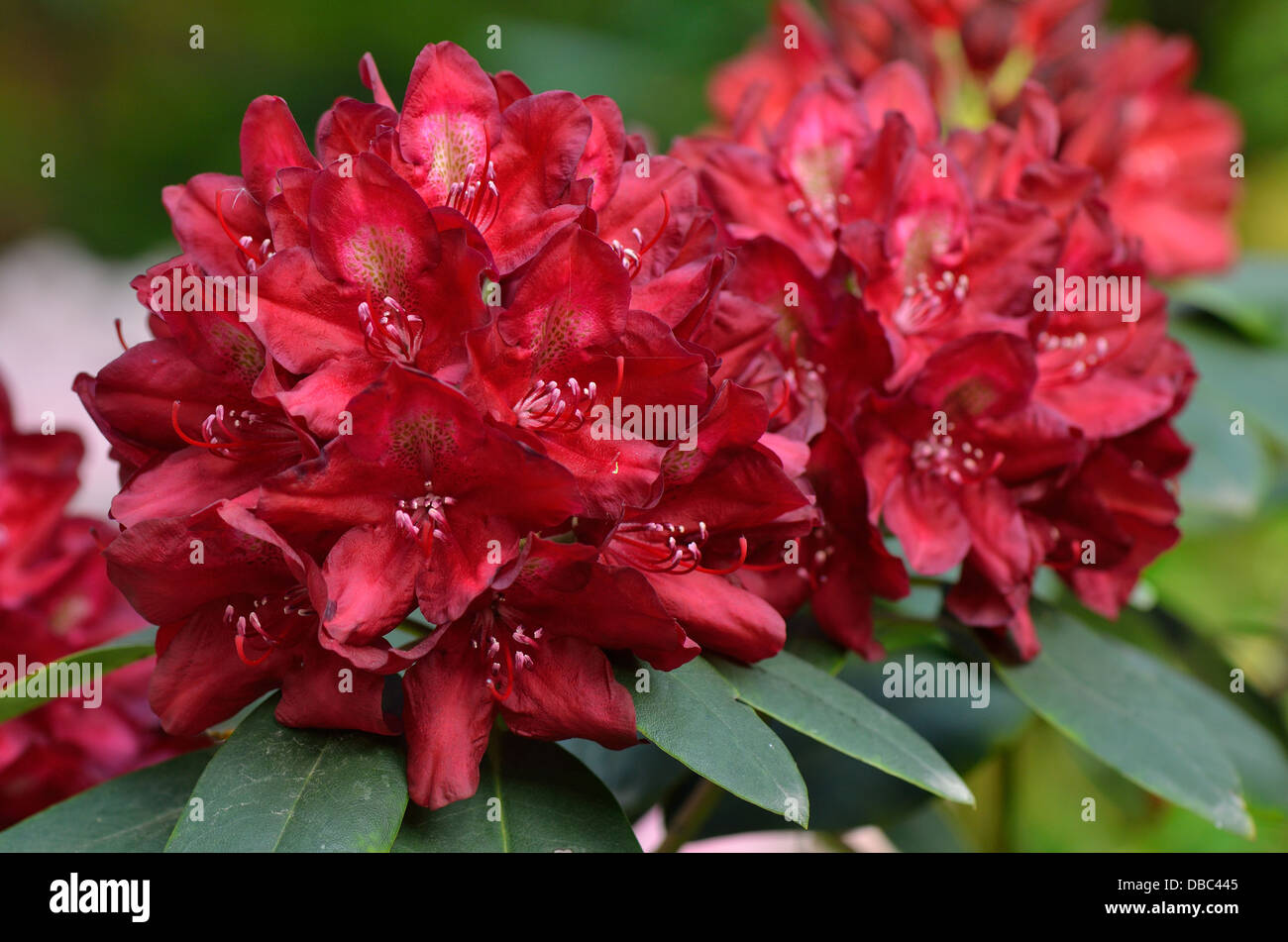 Red Rhododendron "Francesca" blossom close up Stock Photo - Alamy